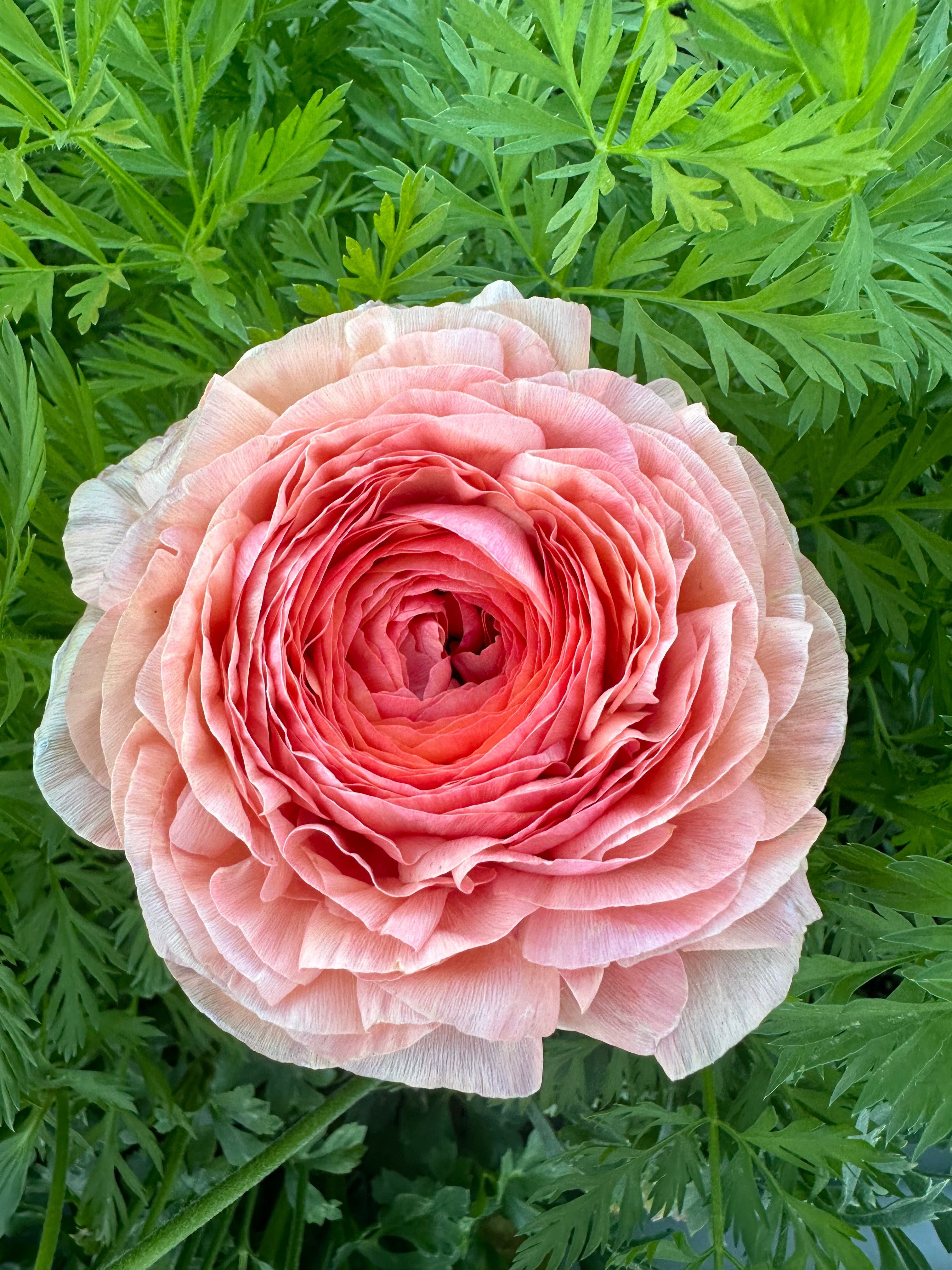 Ranunculus & Anemones: Your Guide To Pre-Sprouting Corms – John's Plant ...