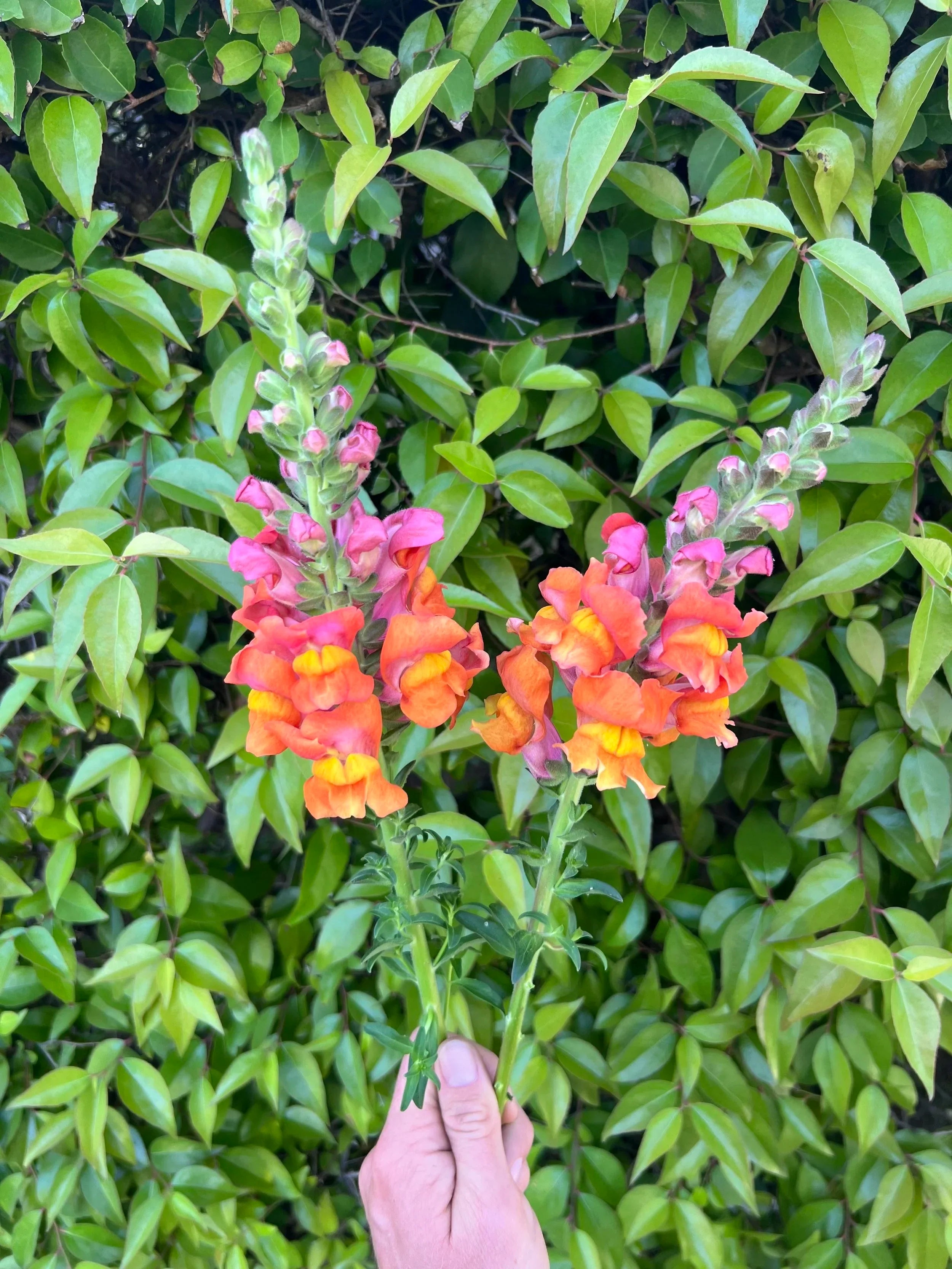 Snapdragons Group 3 & 4 – John's Plant Adventures