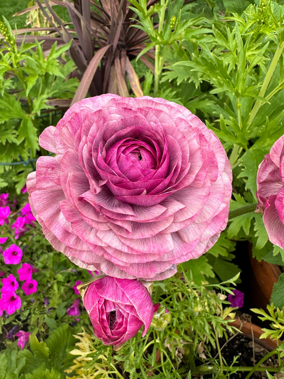 Ranunculus & Anemones: Your Guide To Pre-Sprouting Corms – John's Plant ...