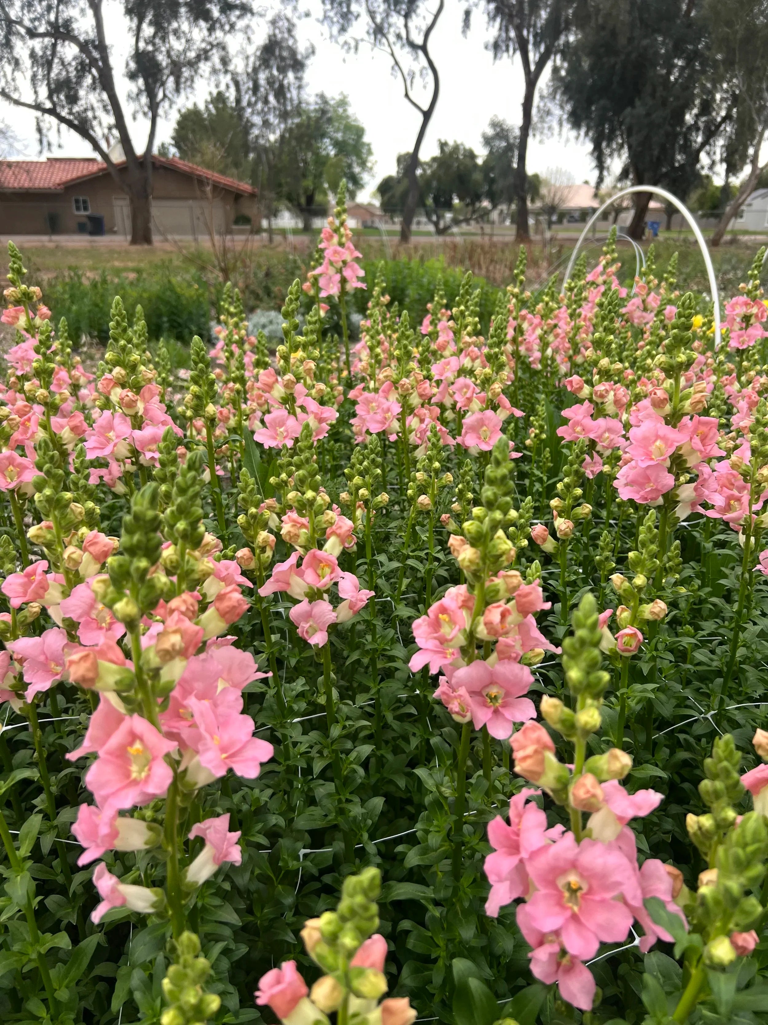 Snapdragon Seeds – John's Plant Adventures