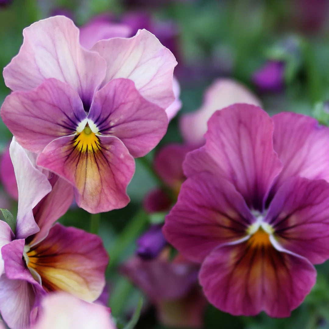 Viola Seeds – John's Plant Adventures