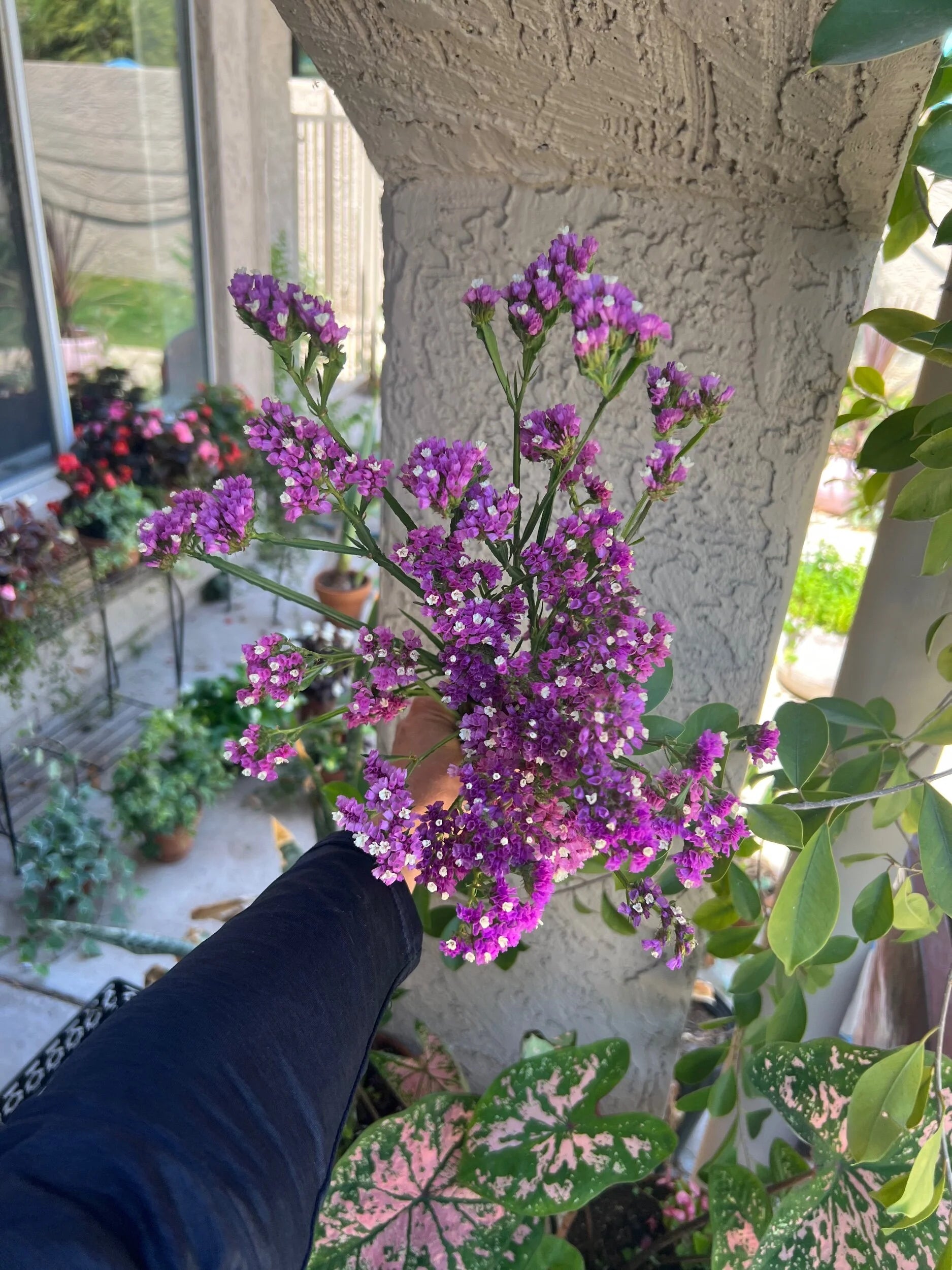 Statice rose – John's Plant Adventures