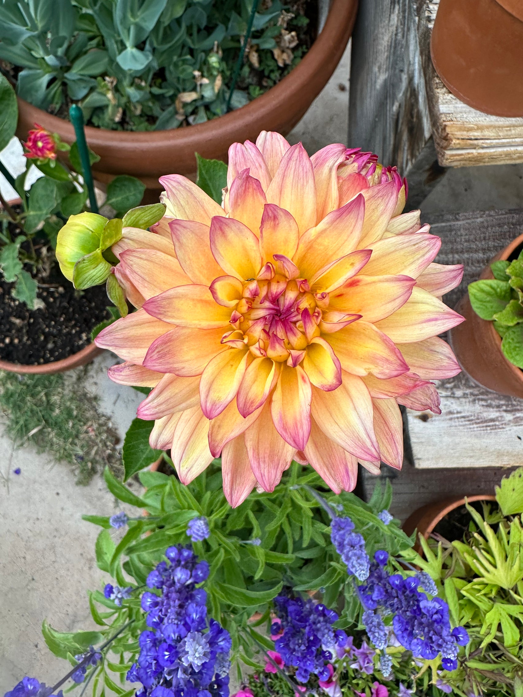 Ranunculus & Anemones: Your Guide To Pre-Sprouting Corms – John's Plant ...