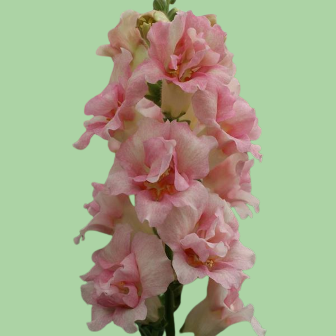 Snapdragon Doubleshot apple blossom plugs – John's Plant Adventures